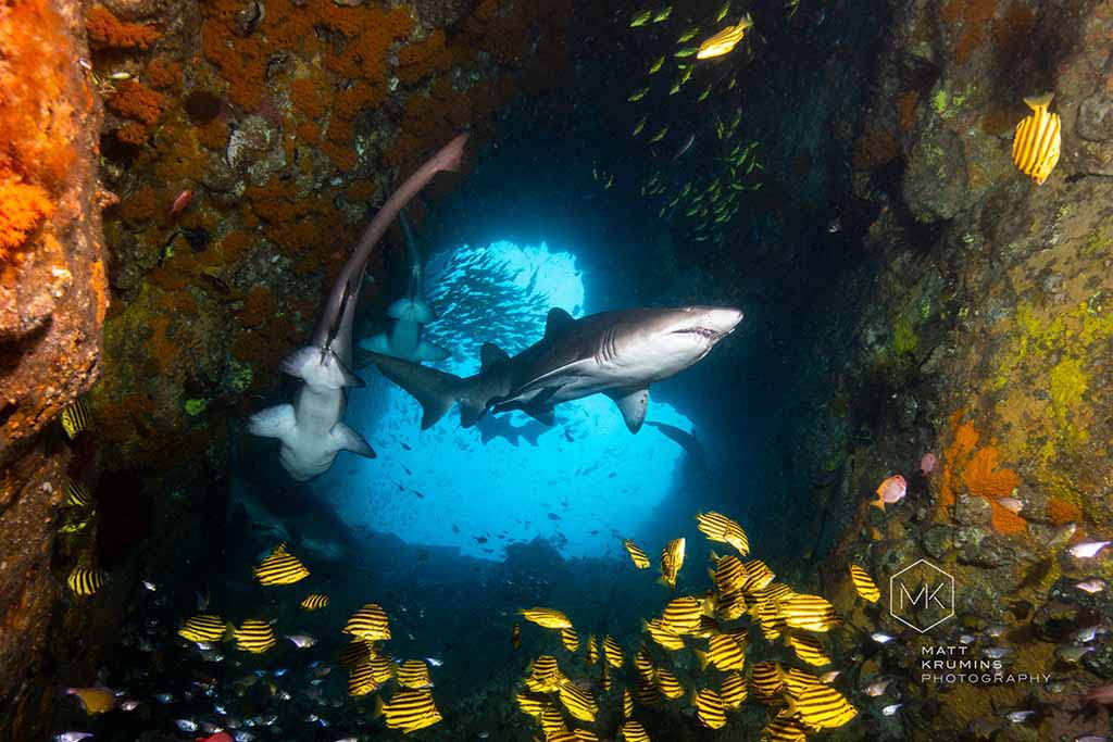 Fish Rock Cave and grey nurse sharks, South West Rocks, Northern NSW