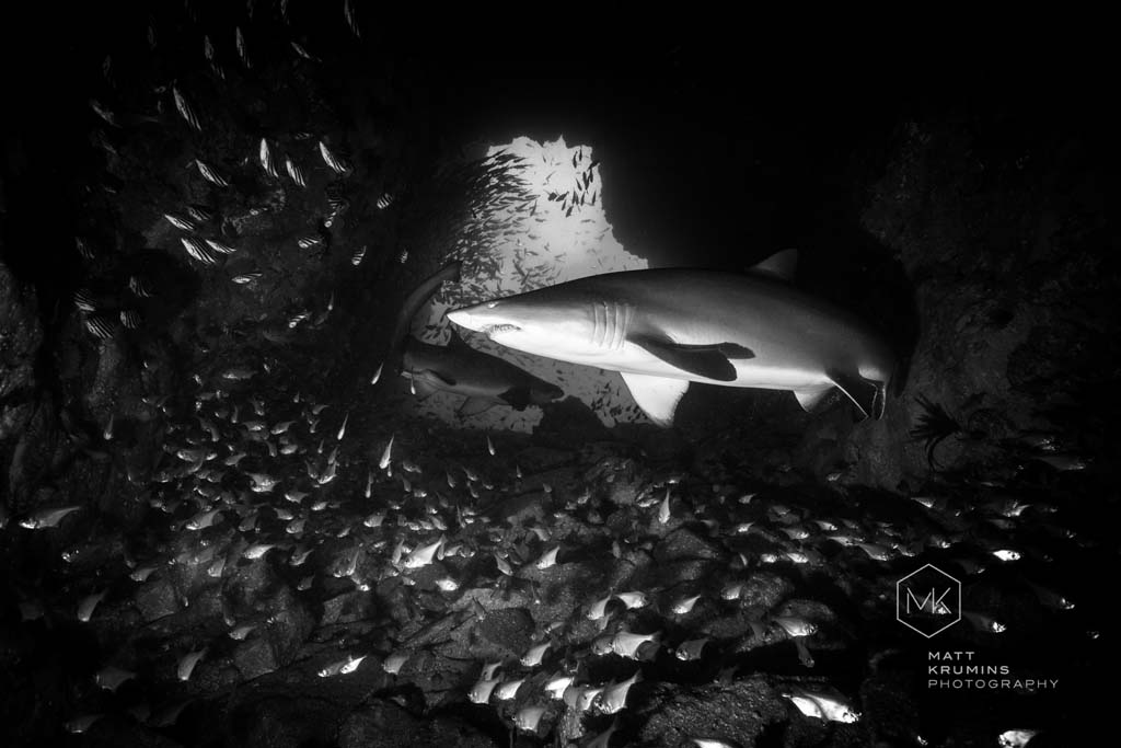 Fish Rock Cave and grey nurse sharks, South West Rocks, Northern NSW