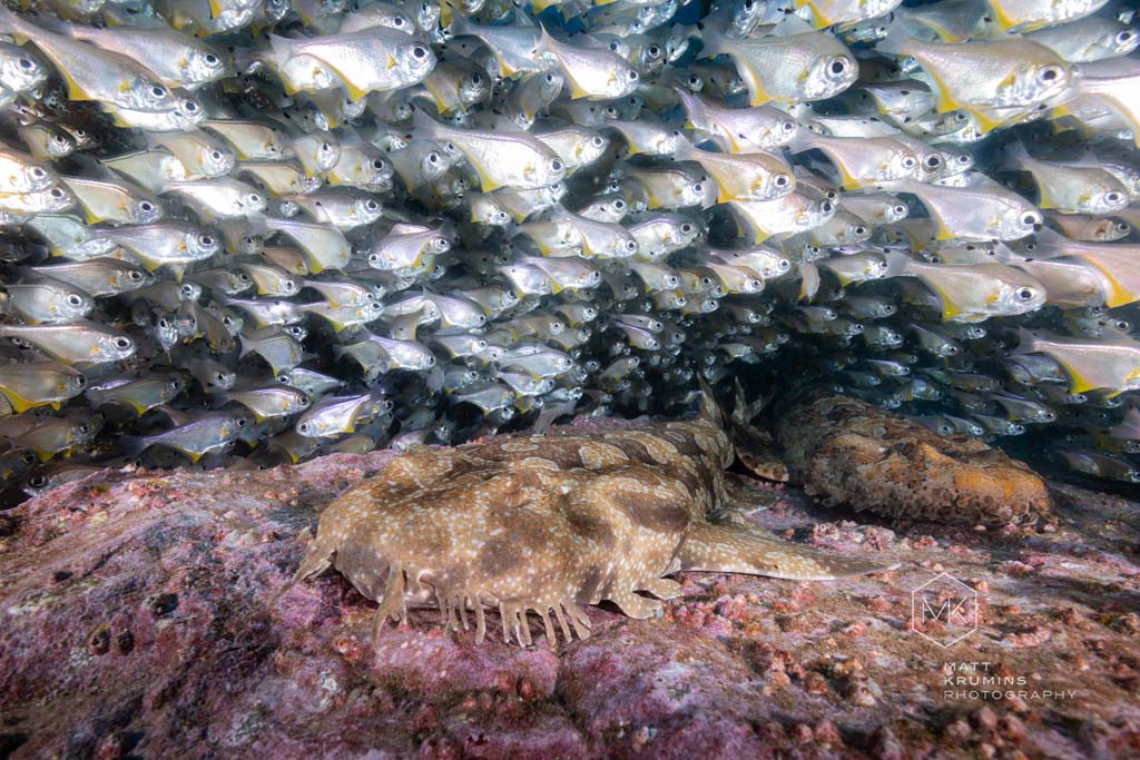 Fish Rock Cave and grey nurse sharks, South West Rocks, Northern NSW