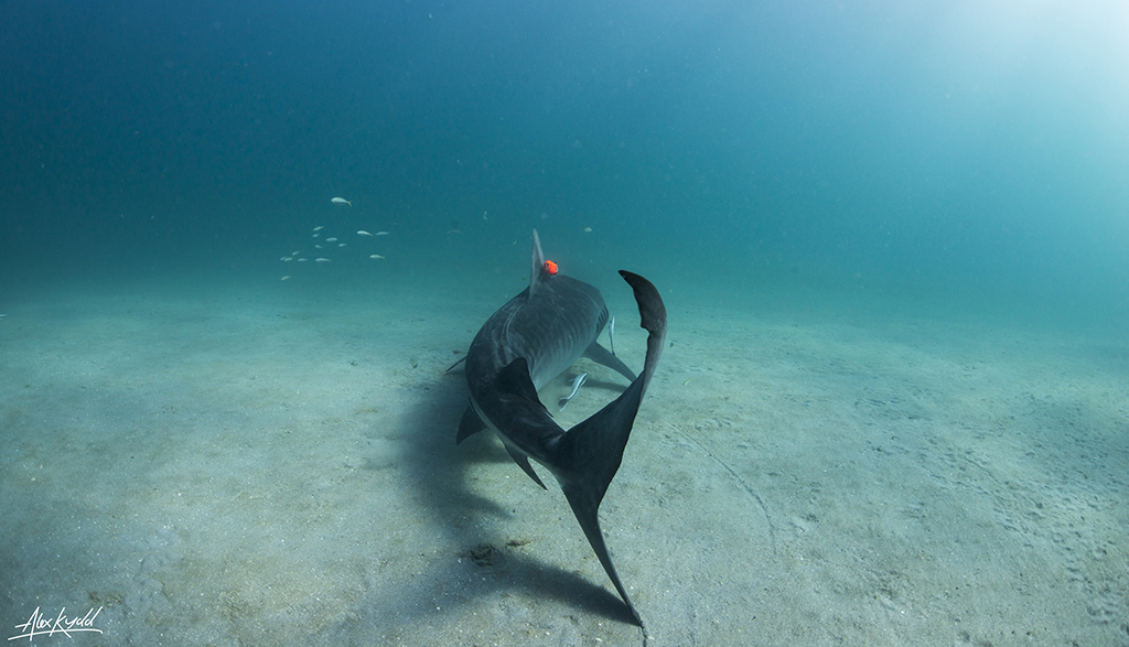 Tiger sharks - fierce and dangerous predators or lazy opportunists?