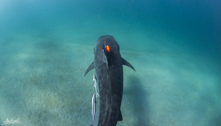 Tiger sharks - fierce and dangerous predators or lazy opportunists?