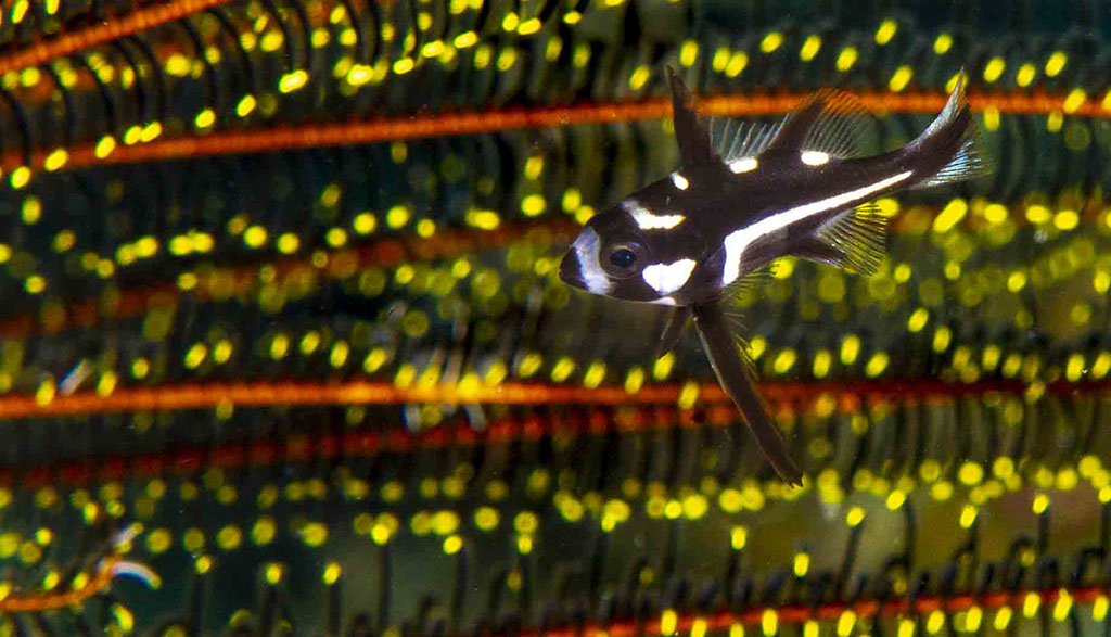 Diving Walindi Plantation Resort, Kimbe Bay, Papua New Guinea