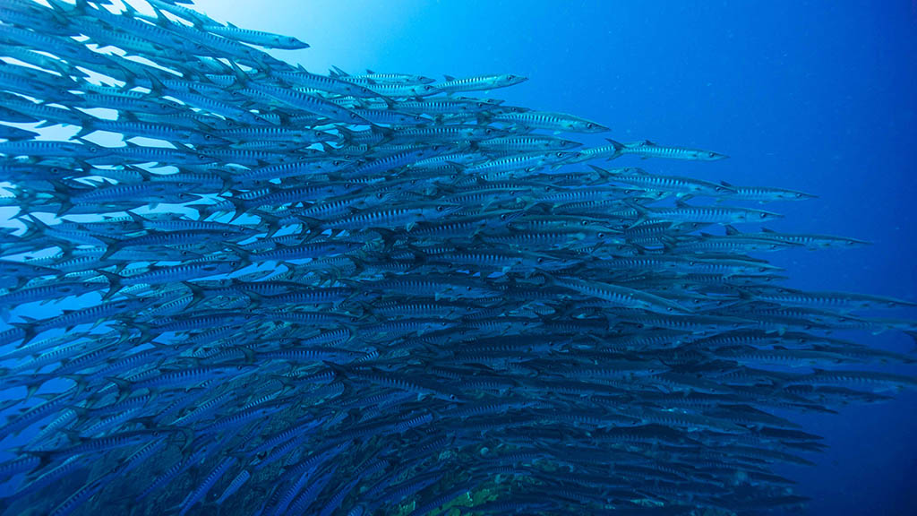 Diving Papua New Guinea's Kimbe Bay & Fathers Reefs by liveaboard
