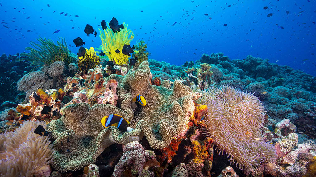 Diving Kimbe Bay and Fathers Reefs in PNG on MV Oceania liveaboard
