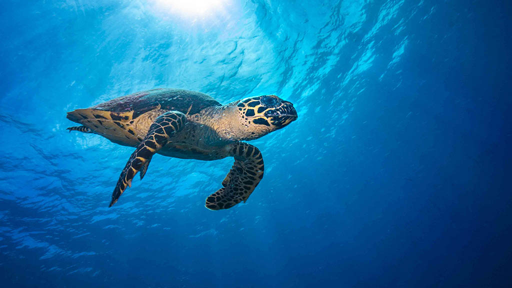 Diving Papua New Guinea's Kimbe Bay & Fathers Reefs by liveaboard