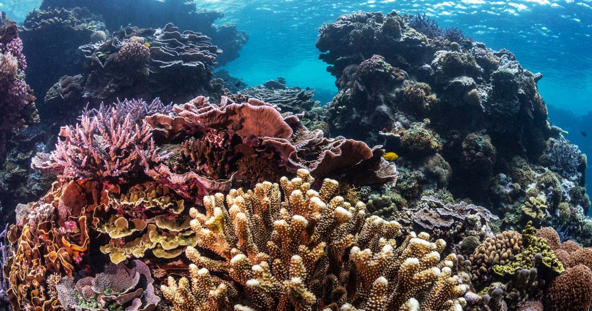 White Grass Ocean Resort, Tanna, Vanuatu | Tanna Dive Resorts