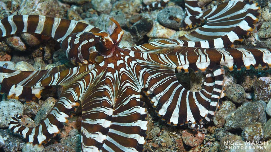 Best muck diving in Asia, best muck diving in South Pacific