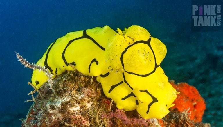 Munda Magic: a land of wrecks, reefs, walls and legends