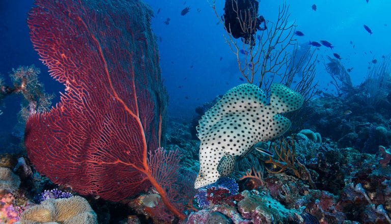 Munda Magic: a land of wrecks, reefs, walls and legends