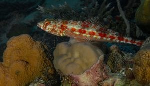 Munda Magic: a land of wrecks, reefs, walls and legends