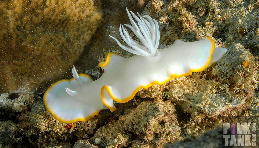 Munda Magic: a land of wrecks, reefs, walls and legends