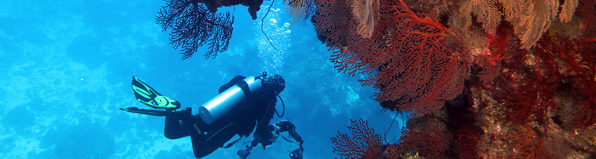 Life on the Great Barrier Reef - Coral Sea with Mike Ball Dive Expeditions
