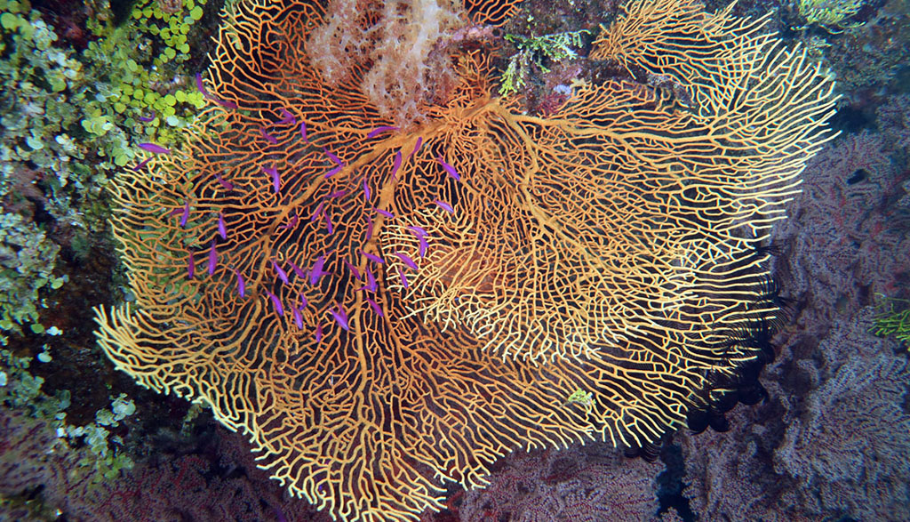 Life on the Great Barrier Reef - Coral Sea with Mike Ball Dive Expeditions