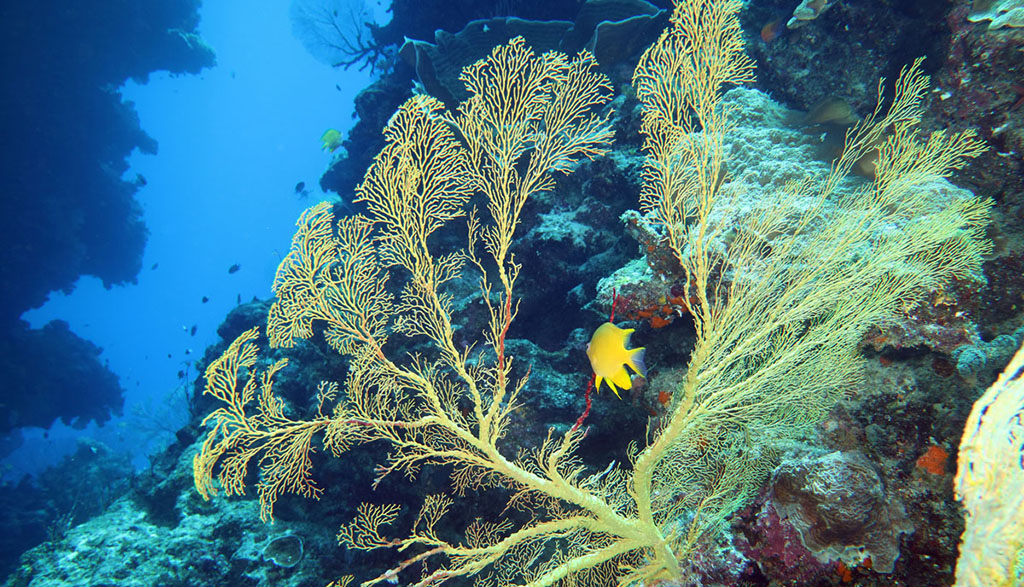 Life on the Great Barrier Reef - Coral Sea with Mike Ball Dive Expeditions
