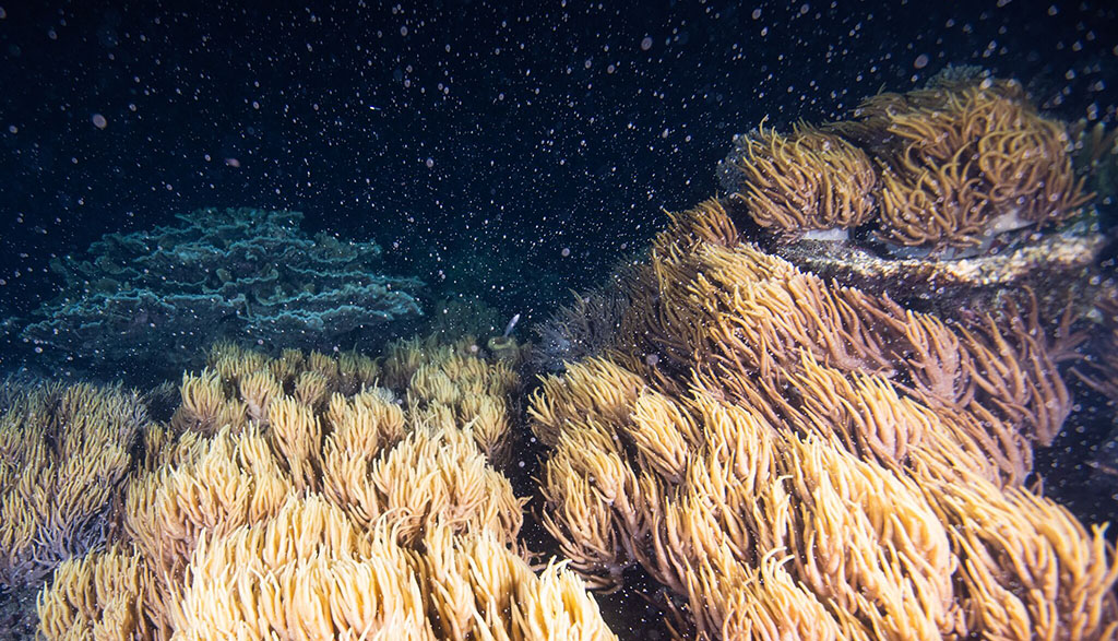 Great Barrier Reef Coral spawning event brings tourism & science together