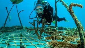 Great Barrier Reef Coral spawning event brings tourism & science together