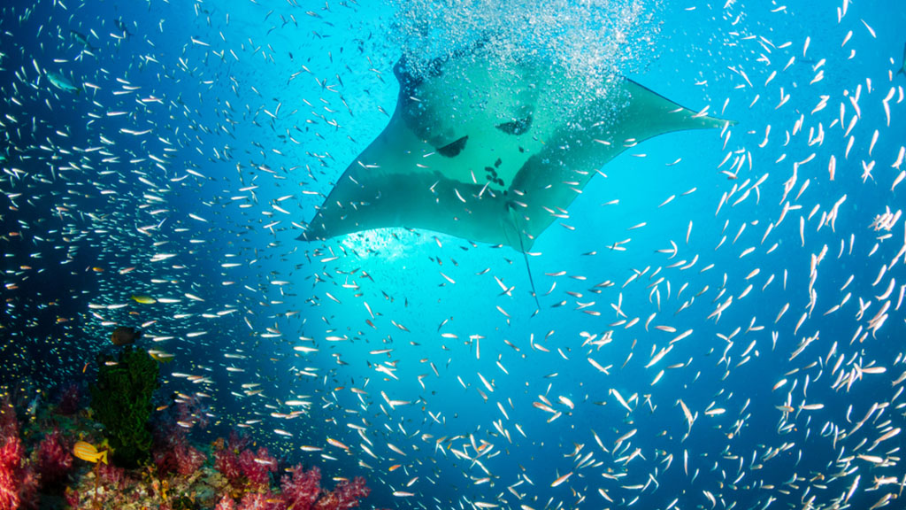 Mantas have Mates! New study looks at the impact of manta dive tourism
