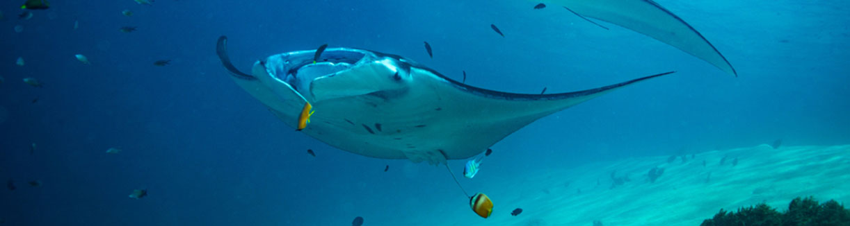 Mantas have Mates! New study looks at the impact of manta dive tourism