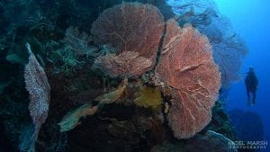 Munda – one of the South Pacific’s most popular dive destinations