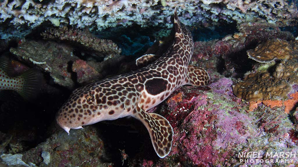 Where to find Walking Sharks. Epaulette Sharks Raja Ampat PNG Australia