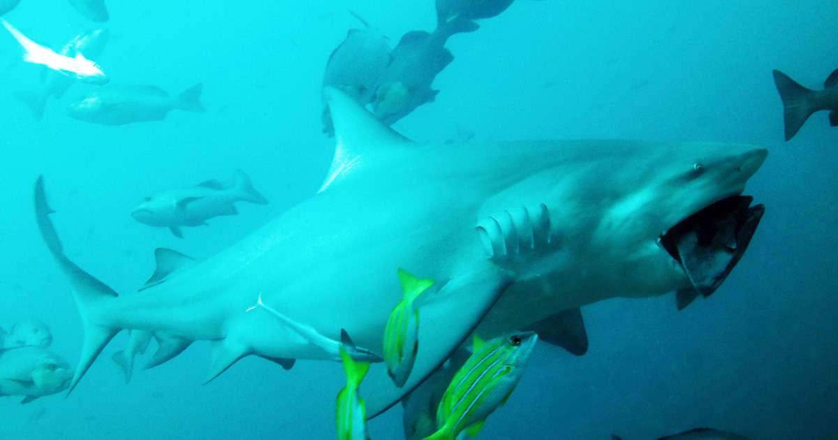Beqa Adventure Divers Pacific Harbour Fiji Arena Shark dive Beqa Lagoon