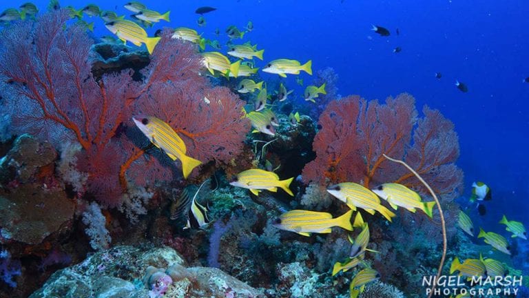 Australia’s Best Local Dive Getaways | Best Diving in Australia