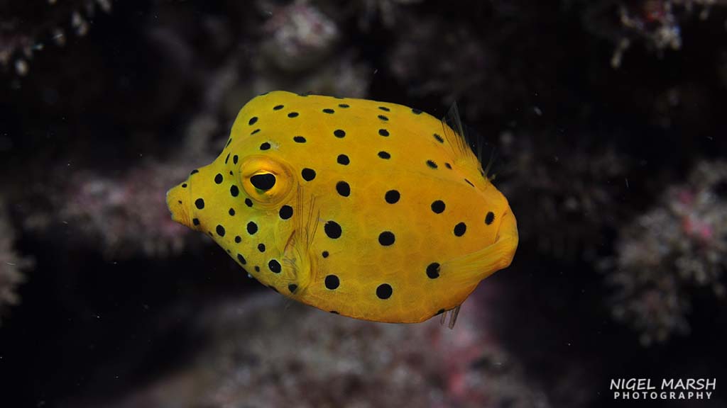 From macro to megafauna: shore diving the Bundaberg coast