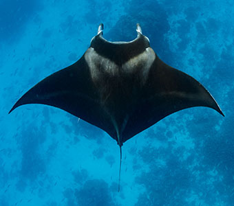 Australia Great Barrier Reef Manta Rays Manta Rays On Lady Elliot