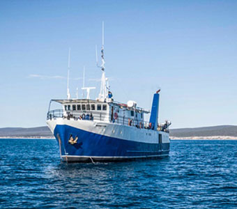 Rodney Fox Expeditions great white shark cage diving South Australia