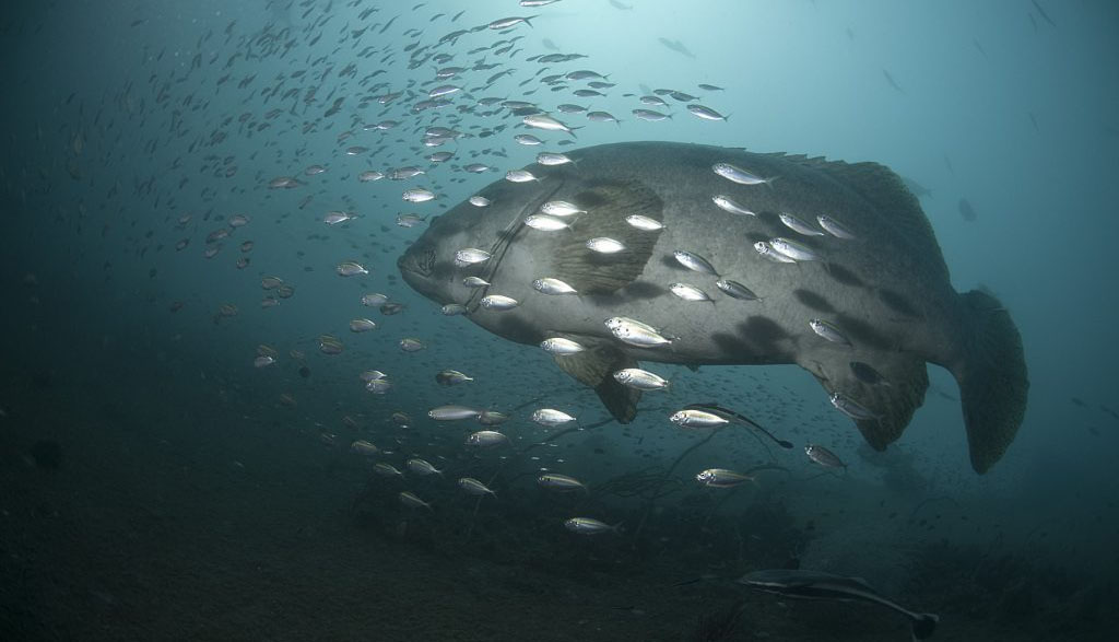 Yongala Dive Centre | Closest to dive the SS Yongala Wreck