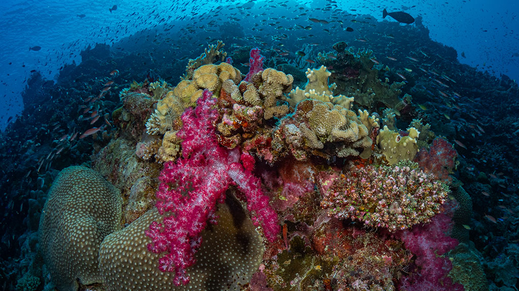 Diving Rowley Shoals | Complete guide to diving Rowley Shoals