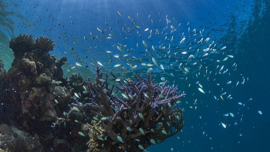 Diving Rowley Shoals | Complete guide to diving Rowley Shoals