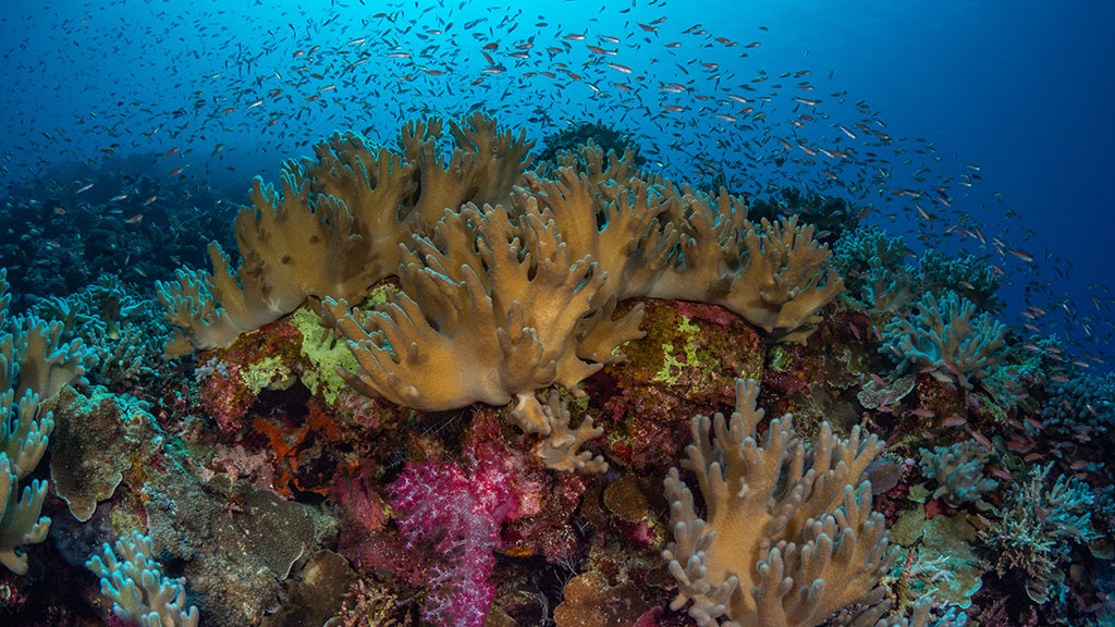 Diving Rowley Shoals | Complete guide to diving Rowley Shoals