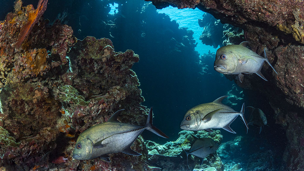 Diving Rowley Shoals | Complete guide to diving Rowley Shoals