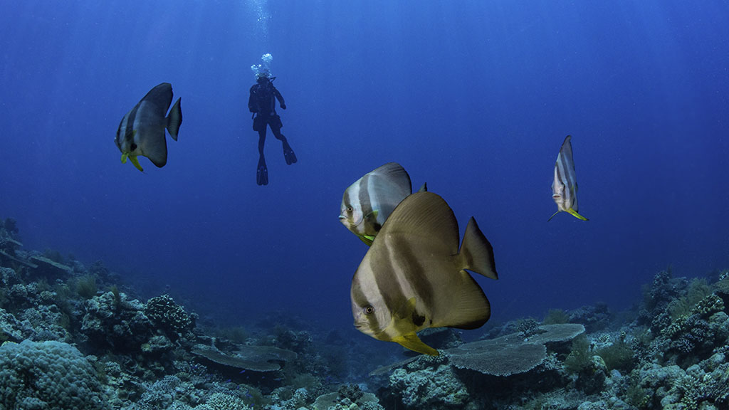 Diving Rowley Shoals | Complete guide to diving Rowley Shoals