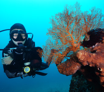 Timor-Leste Scuba Diving Resorts | pristine coral & abundant marine life