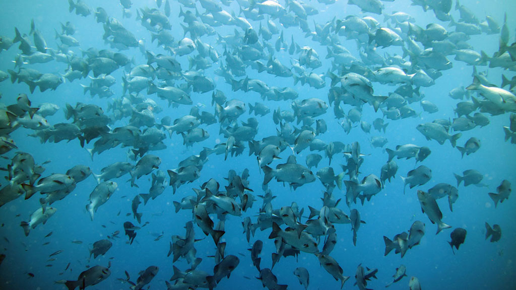 Best 8 Dive Sites in Cairns & Port Douglas | Best reefs for divers in ...