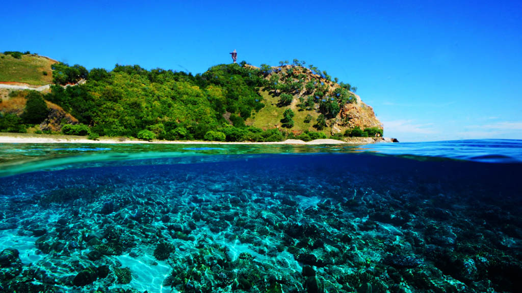 Diving Timor Leste diversity - whales to teeming reefs and pristine corals