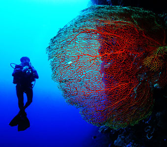 Diving Timor Leste diversity - whales to teeming reefs and pristine corals