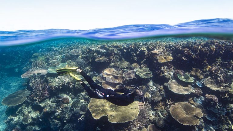 10 ways to help conserve and protect the Great Barrier Reef