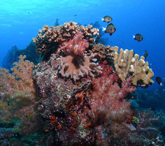 The wonderful, but forgotten, reefs of Beqa Lagoon, Fiji