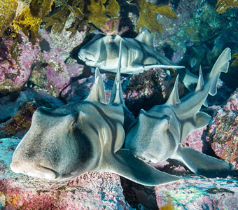 Sharks learn from each other | Macquarie University Shark Study