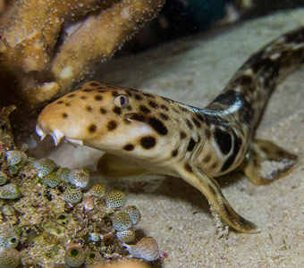 Epaulette Shark Walking