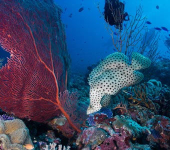Munda Magic: a land of wrecks, reefs, walls and legends