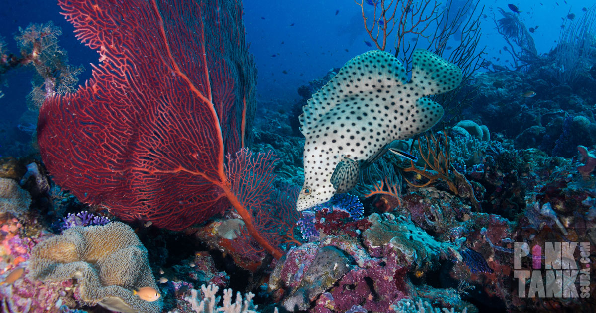 Munda Magic: a land of wrecks, reefs, walls and legends