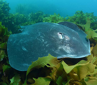 Diving Poor Knights, New Zealand | Poor Knights with Dive! Tutukaka