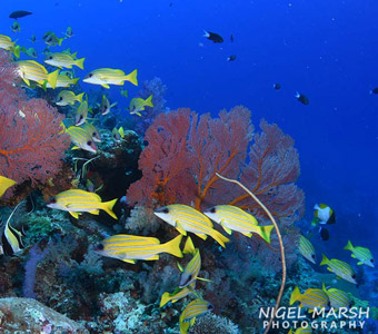 Rowley Shoals: Australia's most exclusive dive destination