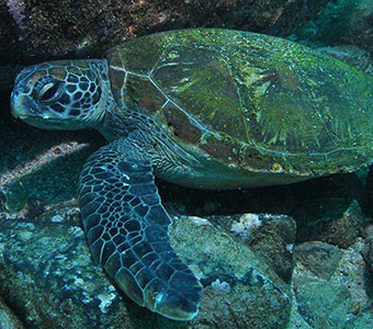 Diving with turtles and other treasures at Cook Island