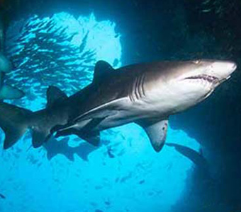 Some facts about shark nets