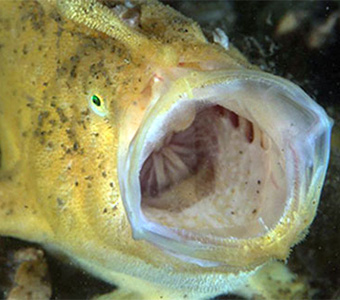 How to become a frogfish expert - PADI Frogfish certification